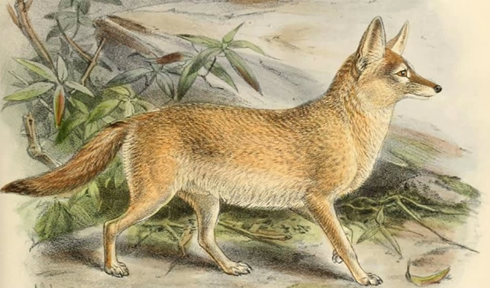 Vulpes - True foxes: facts, distribution & population | BioDB